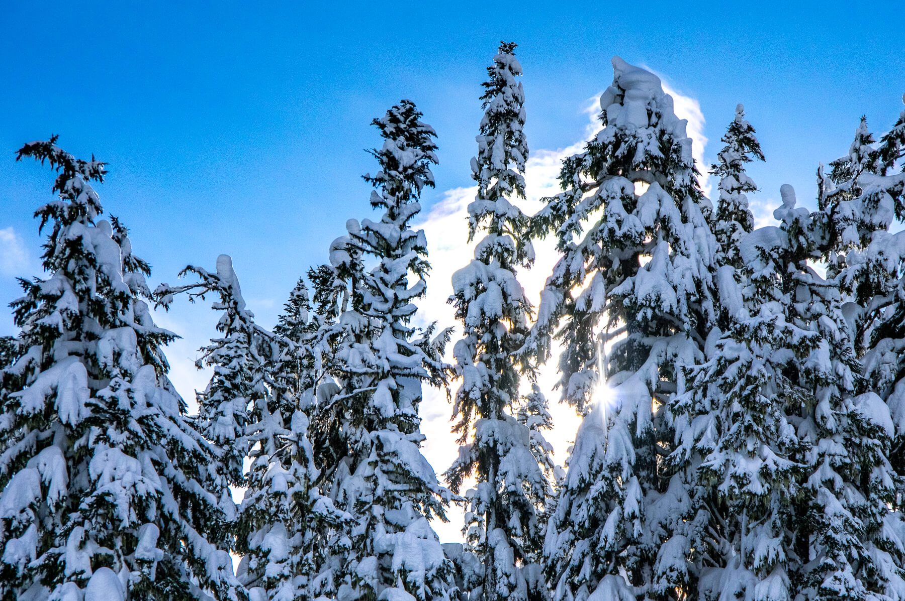 2025-26 Winter Season at Baker - Mt. Baker Ski Area
