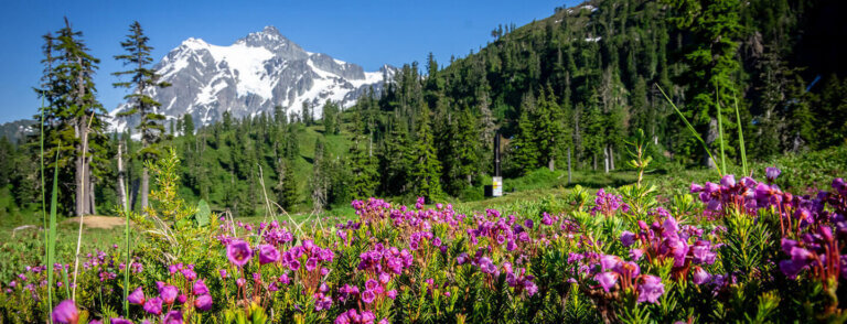 Home - Mt. Baker Ski Area